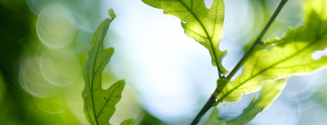 Why do plants need sulfur? - Green As It Gets