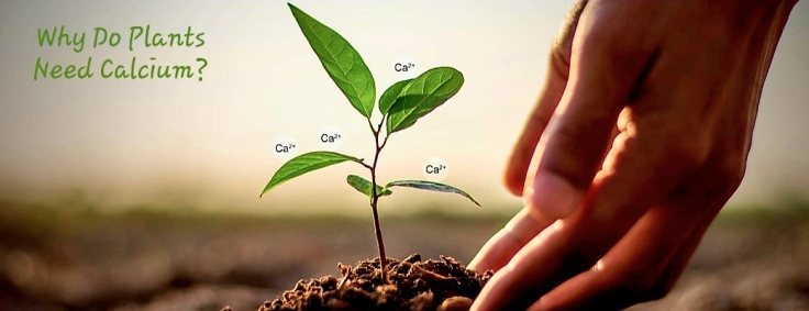 Why Do Plants Need Calcium?